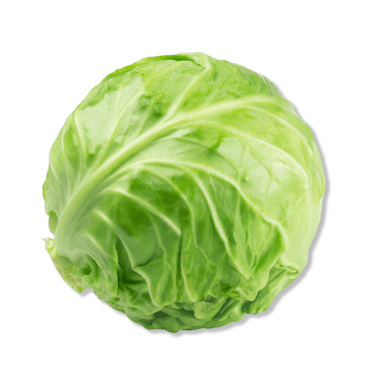 Tolpoort Vegetables | Coöperatie voor telers vollegrondsgroenten